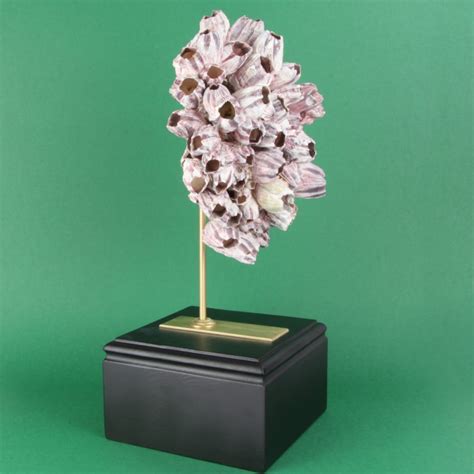 Balani Oceano Pacifico