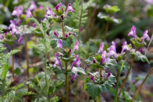 How To Get Rid Of Henbit In Your Lawn