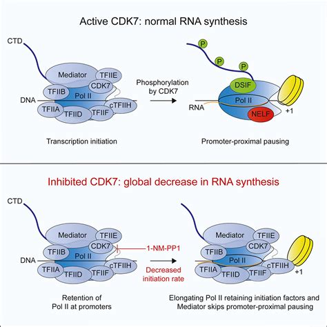 Cdk7 Kinase Activity Promotes Rna Polymerase Ii Promoter Escape By