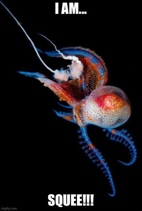 Squee Memes And S Imgflip