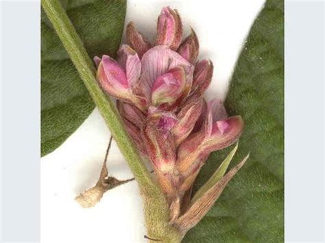 Cullen Pustulatum · Inaturalist