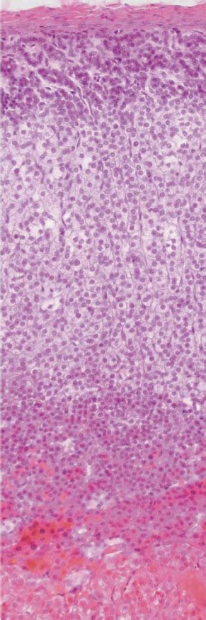 Adrenal Gland Histology Diagram Quizlet