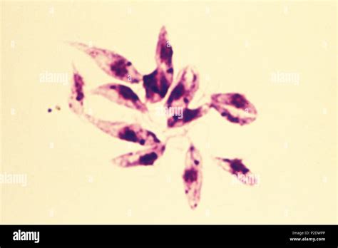Leishmania Promastigote