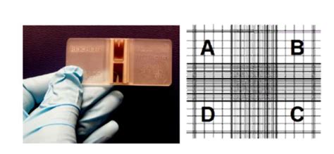 View Of Hemocytometer Left And View Of Its Section Under The