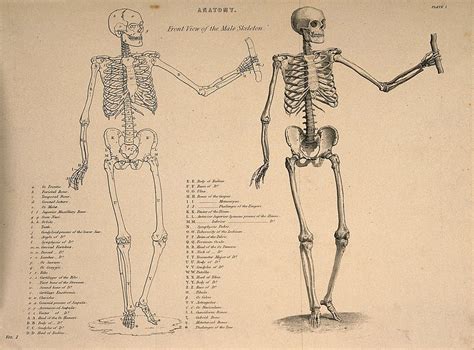 Maleskeleton Head Images Free Photos Png Stickers Wallpapers