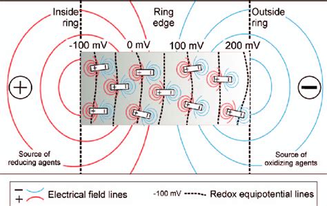 Diagram Showing The Development Of Redox Induced Spontaneous