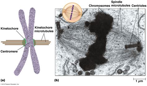 Kinetochore Microtubule Attachment Teaching Biology Cell Biology