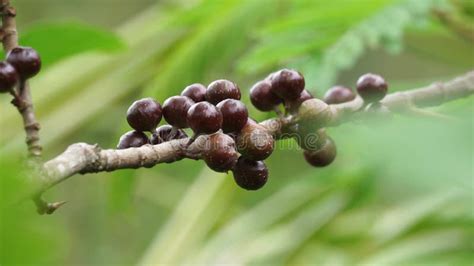 The Fruit Of Ficus Sp Ficus Is A Genus Of About 850 Species Of Woody