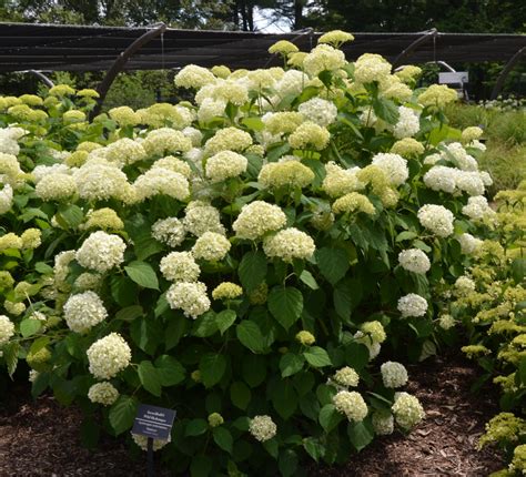 Hydrangea Arborescens Species Complex Cultivars Am Trees And Shrubs
