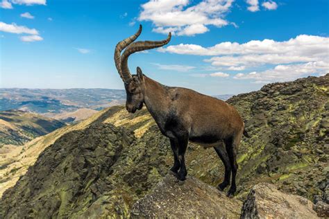 Ibex Wild Mountain Goat Alpine Species And Conservation Status