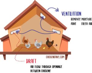 Chicken Coops Complete Guide 2024 Chicken Fans