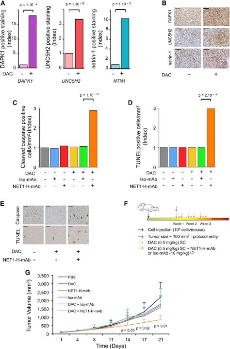 Structural Decoding Of The Netrin 1unc5 Interaction And Its