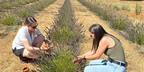 Experience The Beauty Of A Lavender Farm At Mendocino Lavender