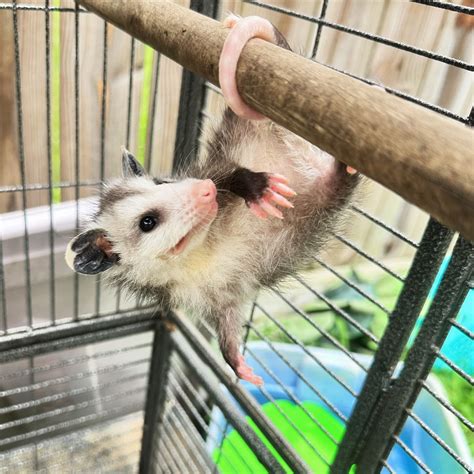 If You Need To Pick Up A Possum Put A Towel Or Blankie Over Its Head