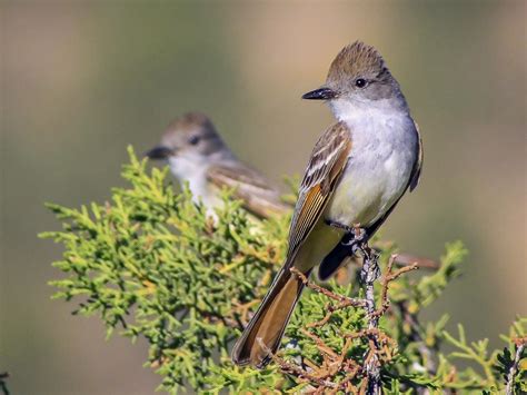 Ash Throated Flycatcher Nestwatch