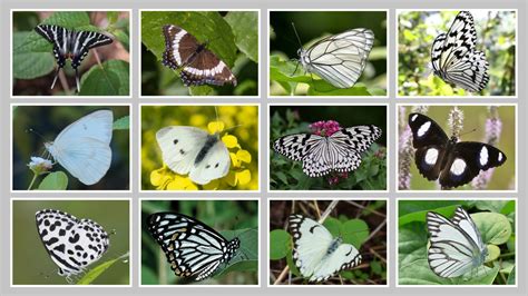 20 Common Butterflies Found In The Uk Id With Pictures