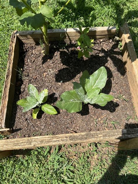 Tobbaco Varieties By Leaf Shape Rgrowingtobacco