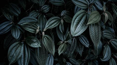 Green Leaves Wallpapers Top Free Green Leaves Backgrounds