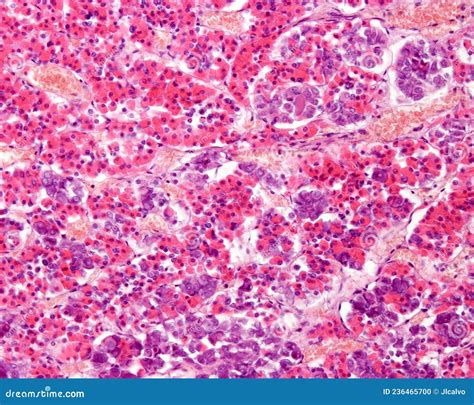 Hypophyse Antérieure Cellules Acidophiles Et Basophiles Photo Stock