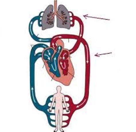 Circulatory System Diagram Diagram Quizlet