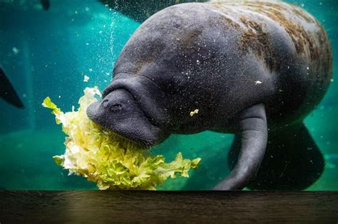 13 Incredible Facts About Manatees That Will Melt Your Heart