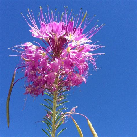Cleome Lutea