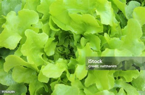 Merapatkan Tanaman Selada Yang Tumbuh Di Kebun Sayuran Hidroponik Hijau