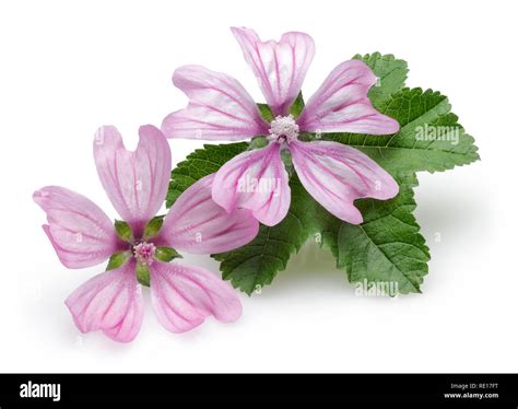 Mallow Plant With Flowers And Leaves Isolated On White Background Stock