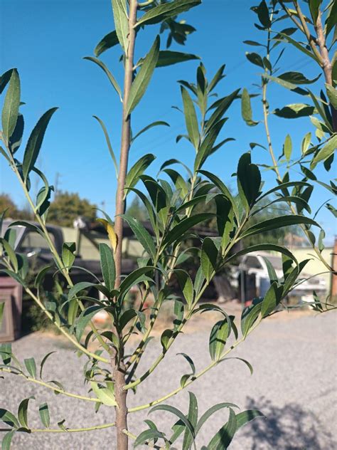 Maiten Maytenus Boaria Viveroamanda