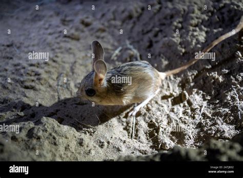 Kangaroo Rat Jumping 