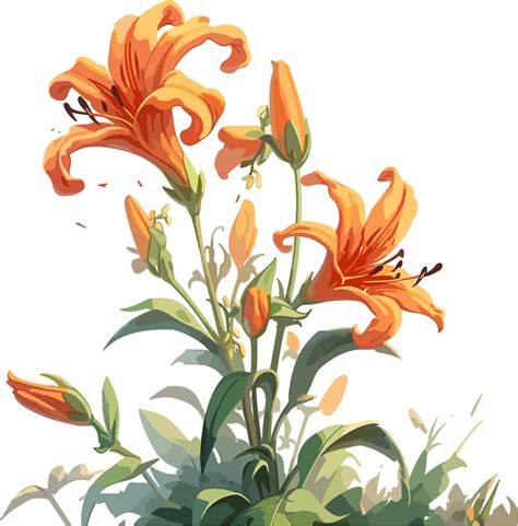 橙色百合花手绘绘画