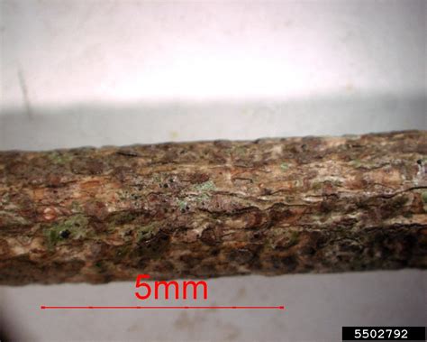 Fungus Genus Microsphaeropsis Höhn 1917