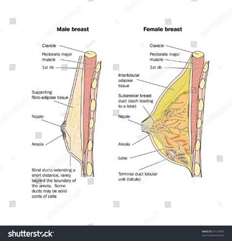 Male Female Breast Anatomy Labeled 스톡 벡터로열티 프리 24127897 Shutterstock
