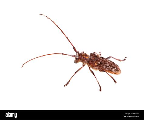 Monochamus Beetle Sawyer Cut Out Stock Images And Pictures Alamy