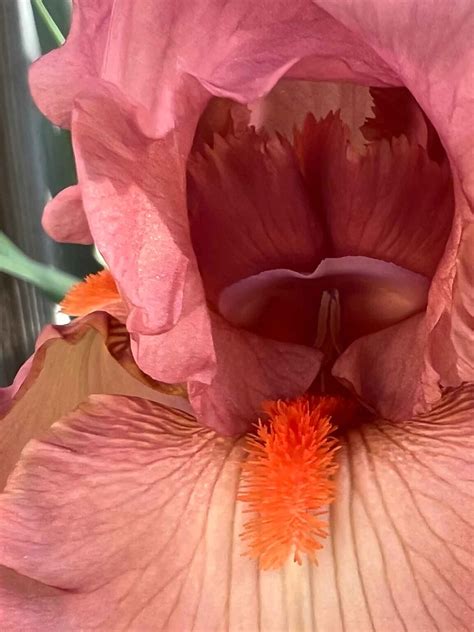 How To Plant Dutch Iris Bulbs Eden Brothers Planting Guides