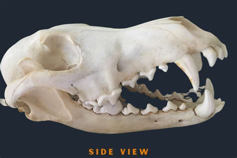 Coyote Teeth Jaws And Bite Force Anatomy Revealed