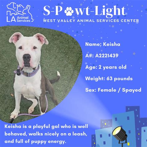 La Animal Services Adopted Elikapeka A1809292 Petharbor