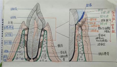 🦷牙体牙周结构详解