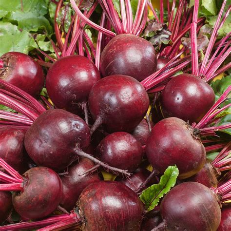Rohrer Ruby Queen Beet Seeds 60200 Goods Store Online