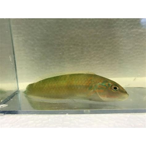 Green Wrasse Medium 3 4 Aquafish Depot