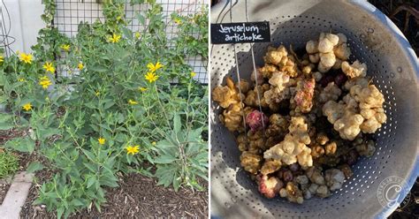 How To Grow Jerusalem Artichokes Growing In The Garden