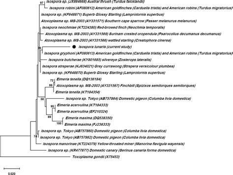 Maximum Likelihood Tree Inferred From Partial 18s Rrna Gene Sequences