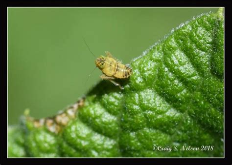 Nymph Of An Elm Seed Bug Pest Control Canada
