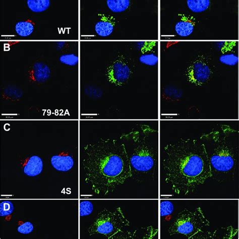 Tetherin Ectodomain Mutants Display Altered Cell Surface Expression