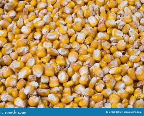 Harvested Corn Kernels Close Up Stock Image Image Of Indian Golden 272004565