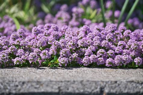 Creeping Thyme A Fragrant Herb And Lawn Alternative Sow Right Seeds