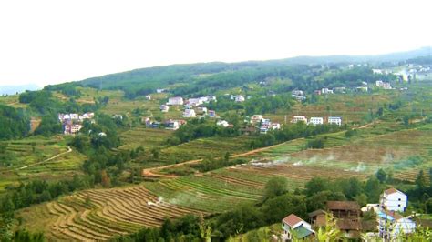 丰都三建乡发展青脆李产业，如今种植面积已达3000亩李基地