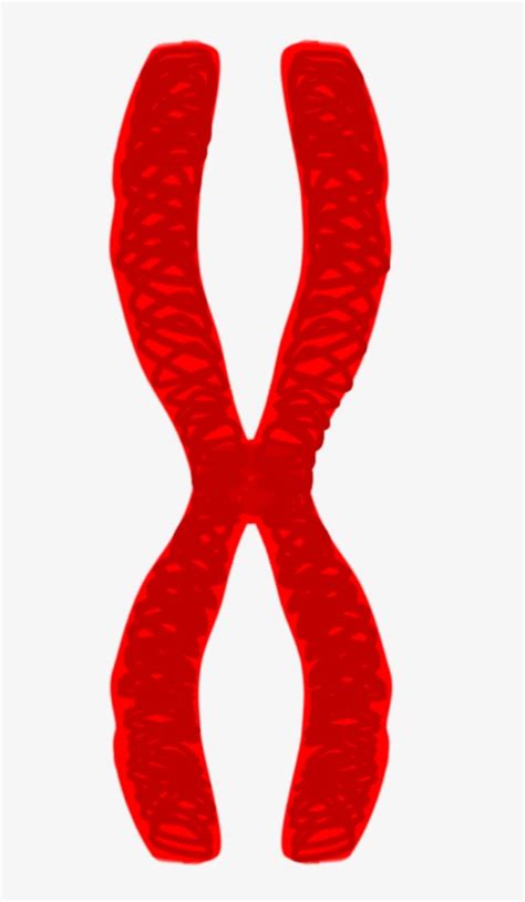 Cell Division Diagram Quizlet