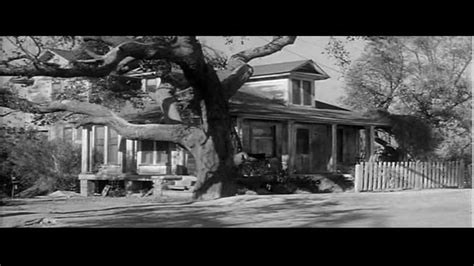 To Kill A Mockingbird Cover Tree