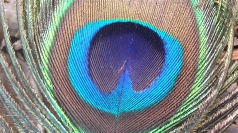 Peacock Feathers And Laser Beams The Surprising Science World Today